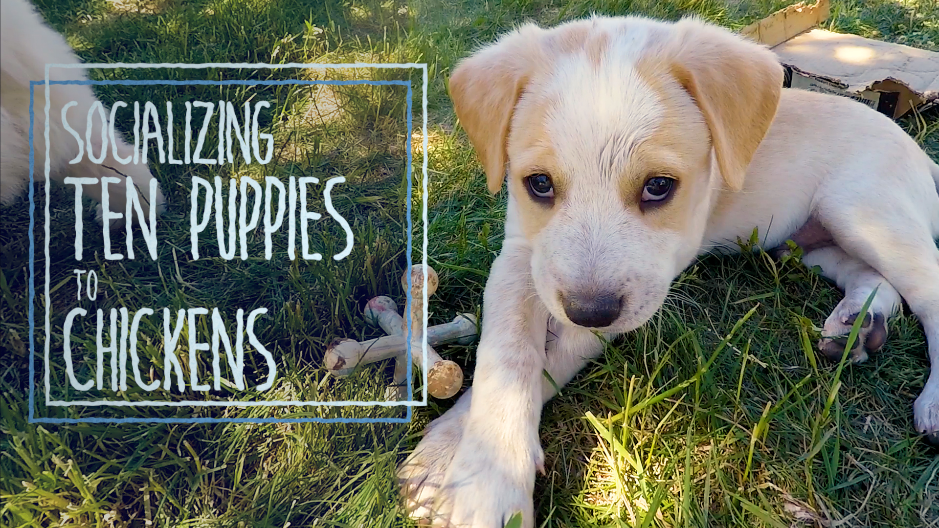 Socializing Puppies to Chickens and Other Animals