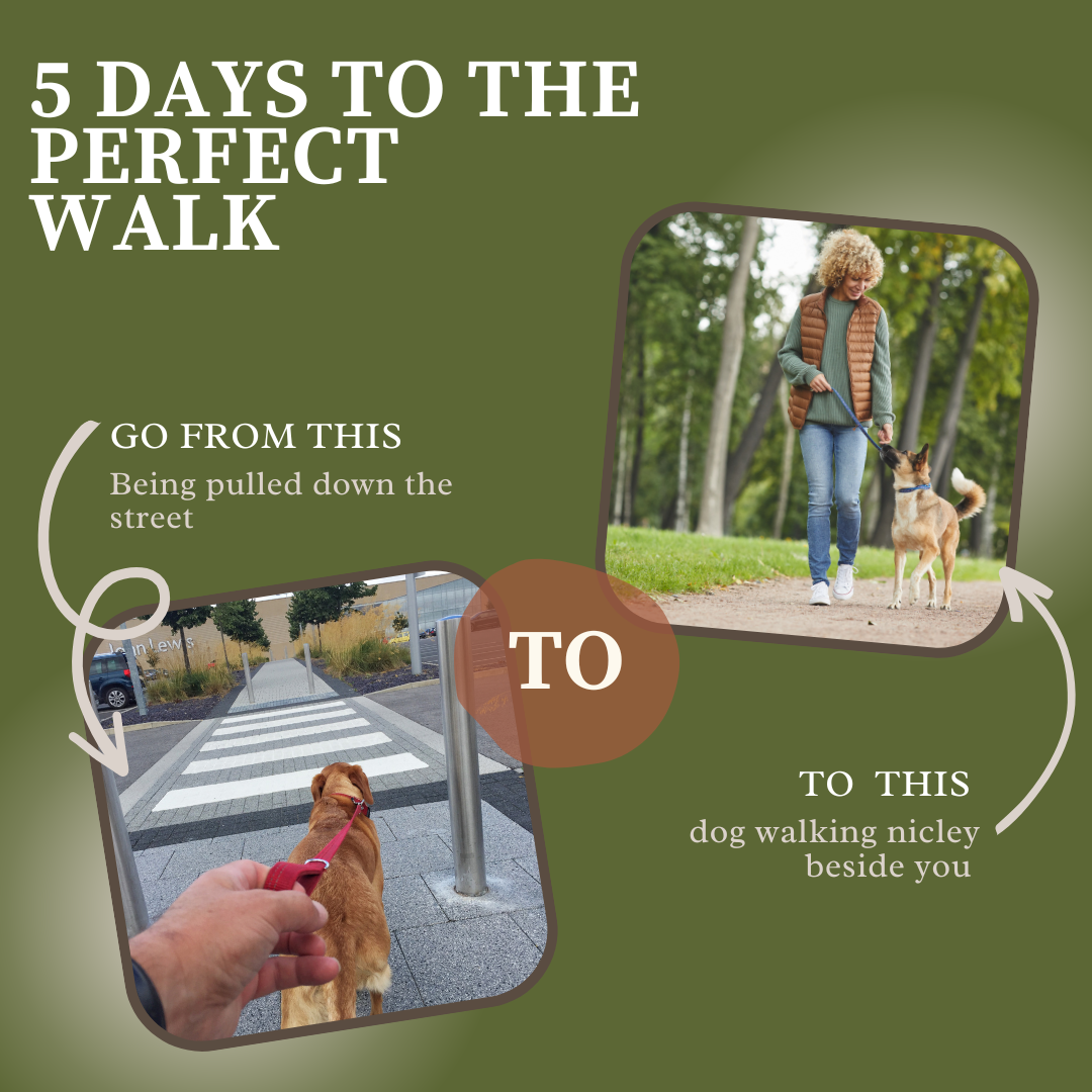 5 Days To A Great Walk