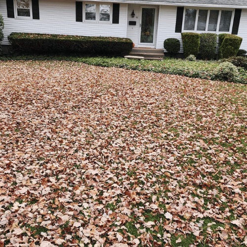 Yard Cleanups in Windsor & Bloomfield CT | The Shrub Guys