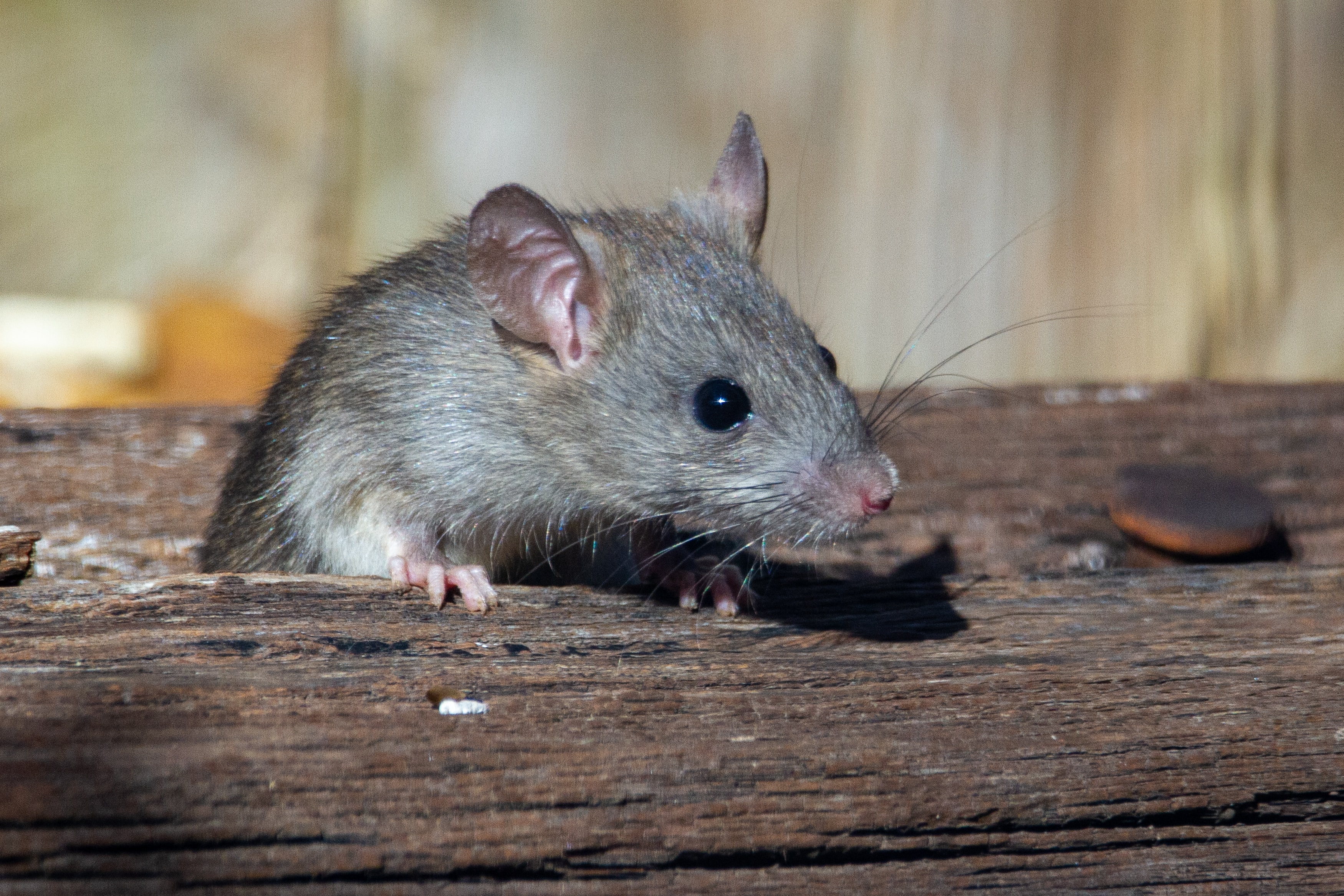 Rodent Control Services Burnaby | Knockout Pest Control