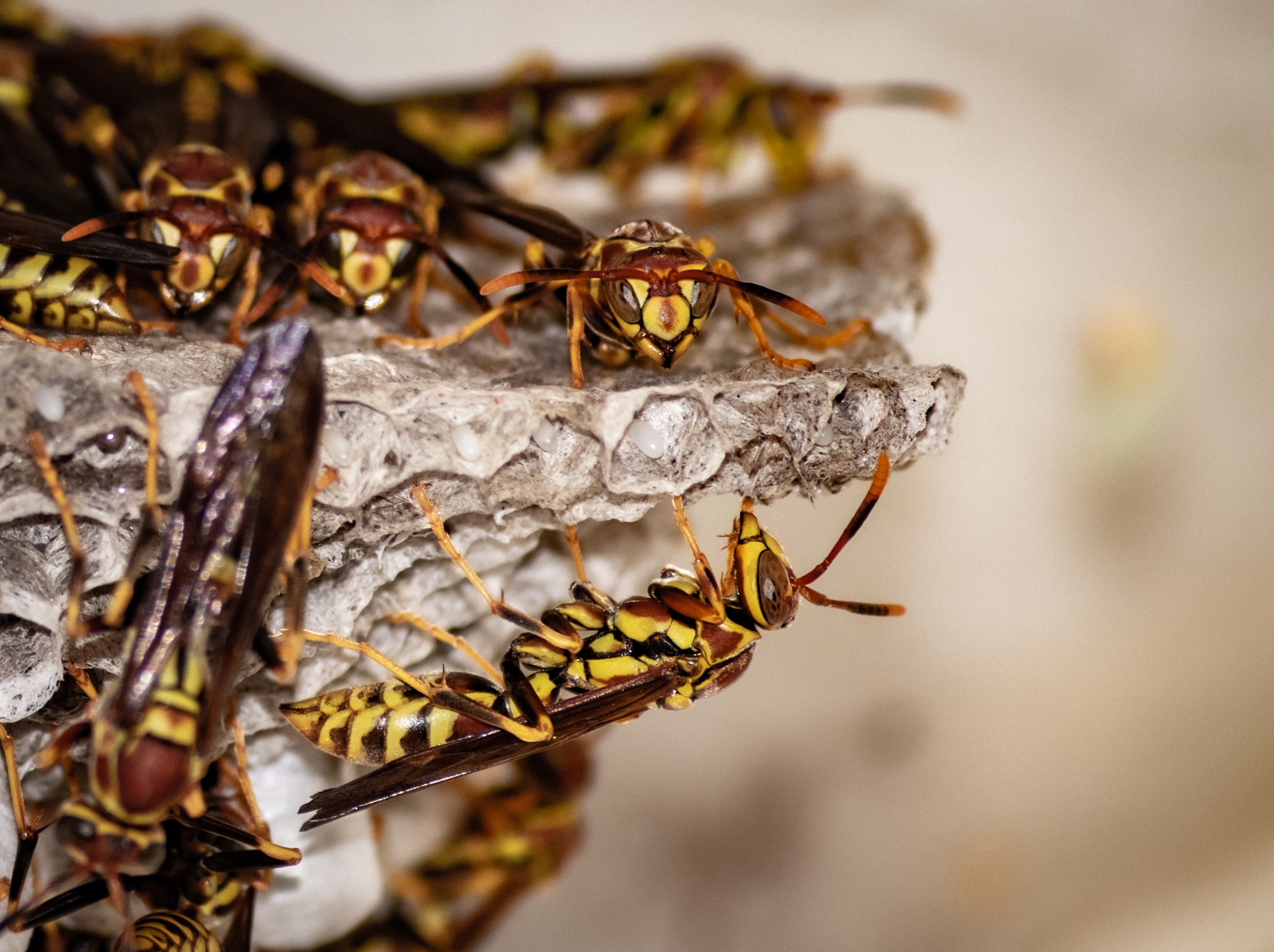 Professional Wasps Nest Removal in Burnaby | Knockout Pest Control