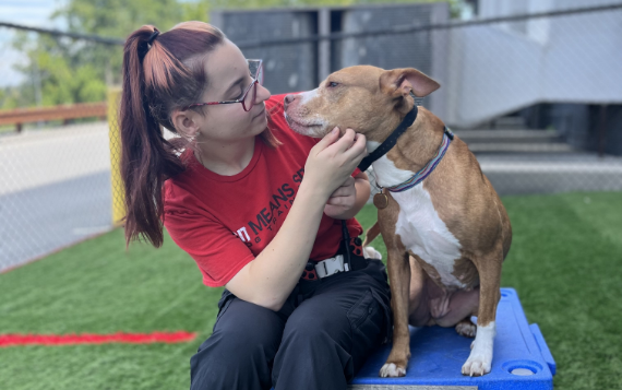Sit Means Sit - Dog Training