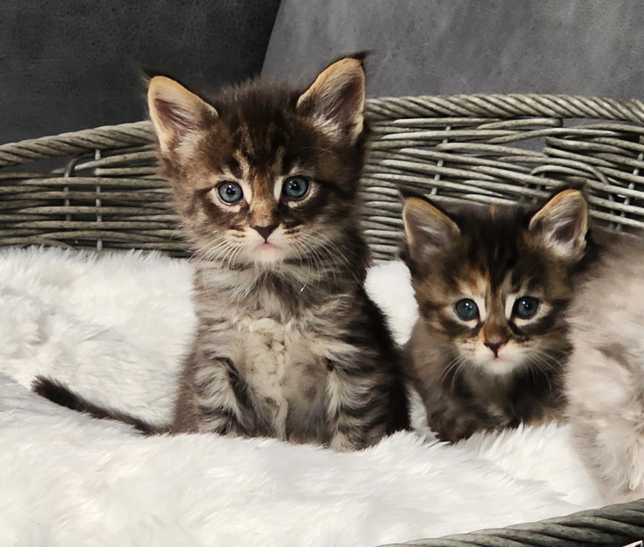 Standard Paw Maine Coon