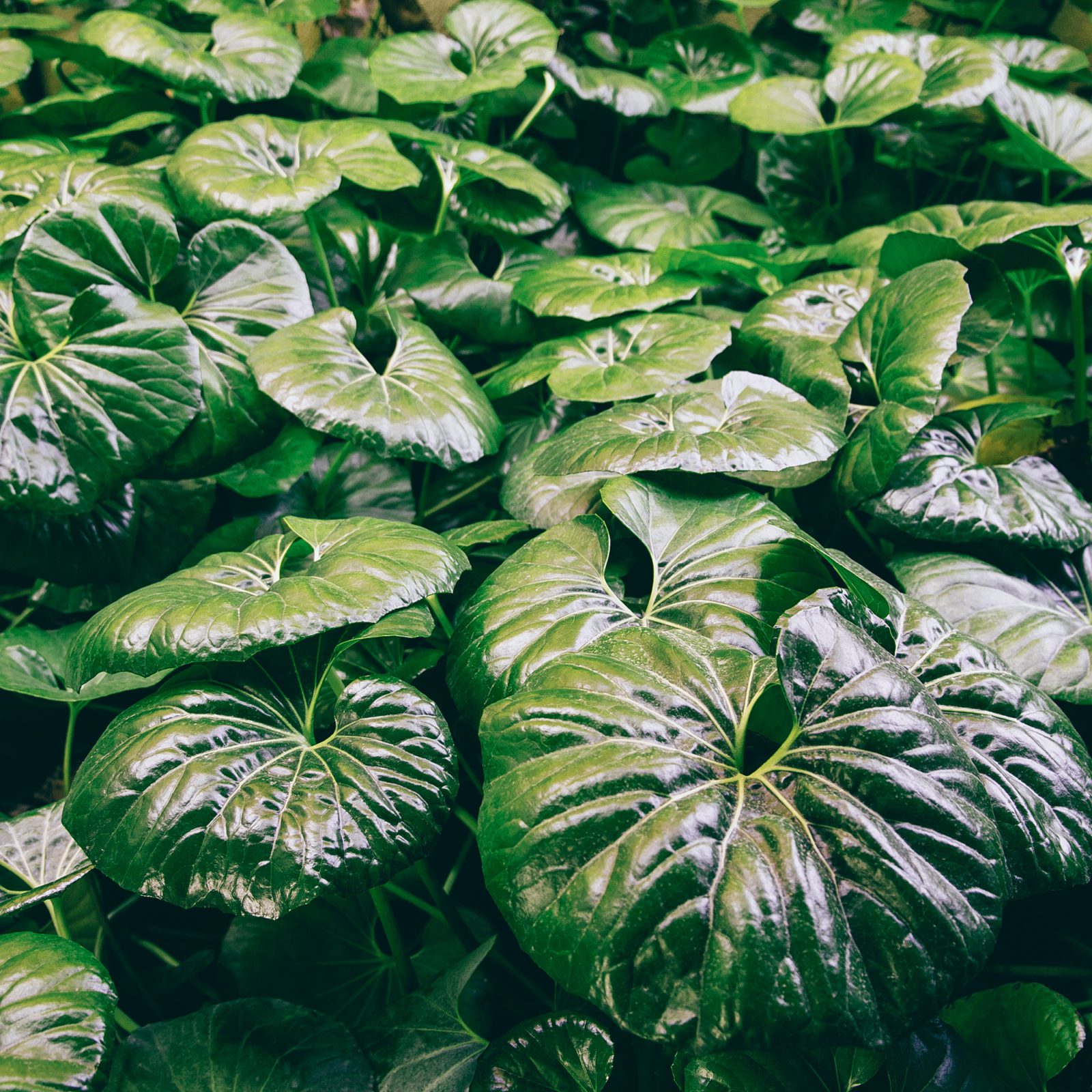 Beyond Silence: Why Natural Audio is Essential for a Healthy Environment