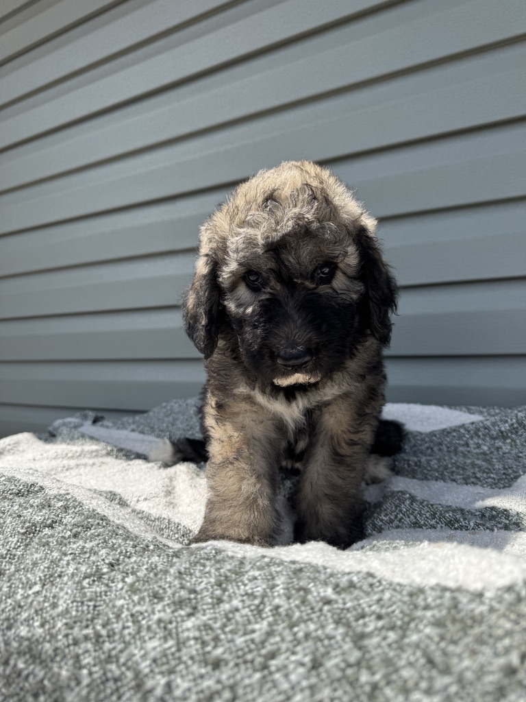F1B Pyredoodle Puppies | Middle TN Farm Raised