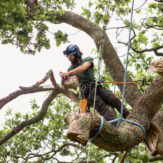GBZ Tree Service | Tree Removal & Tree Trimming in Fairfield