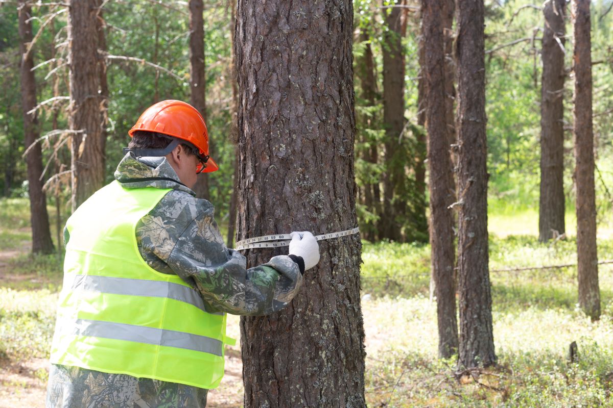 Understanding Tree Surveys and Their Importance in Land Development