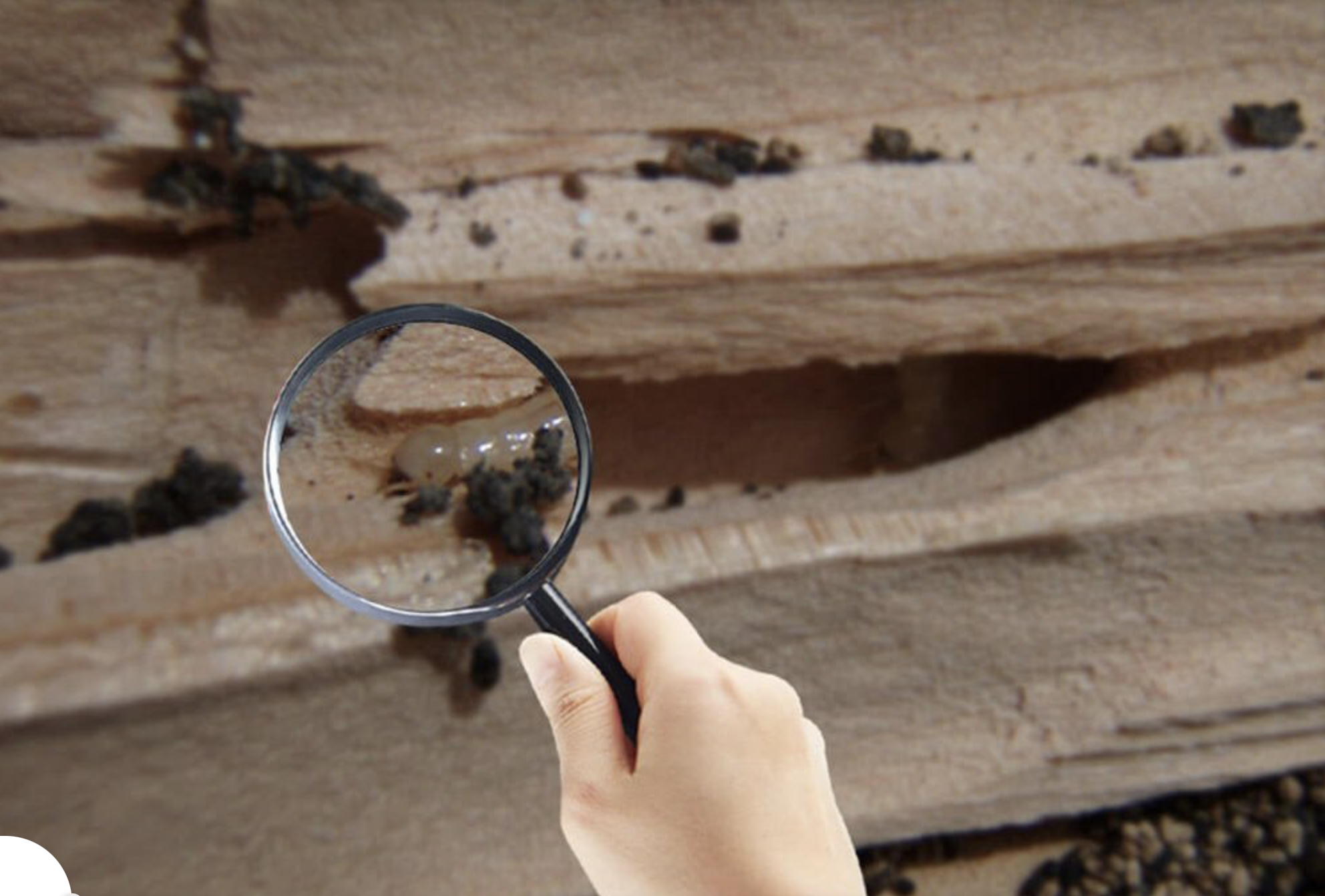 Termite (WDO) Inspections in Panama City, FL