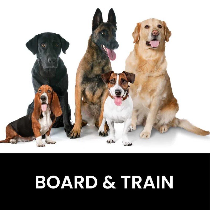 Cali K9 | Board & Train