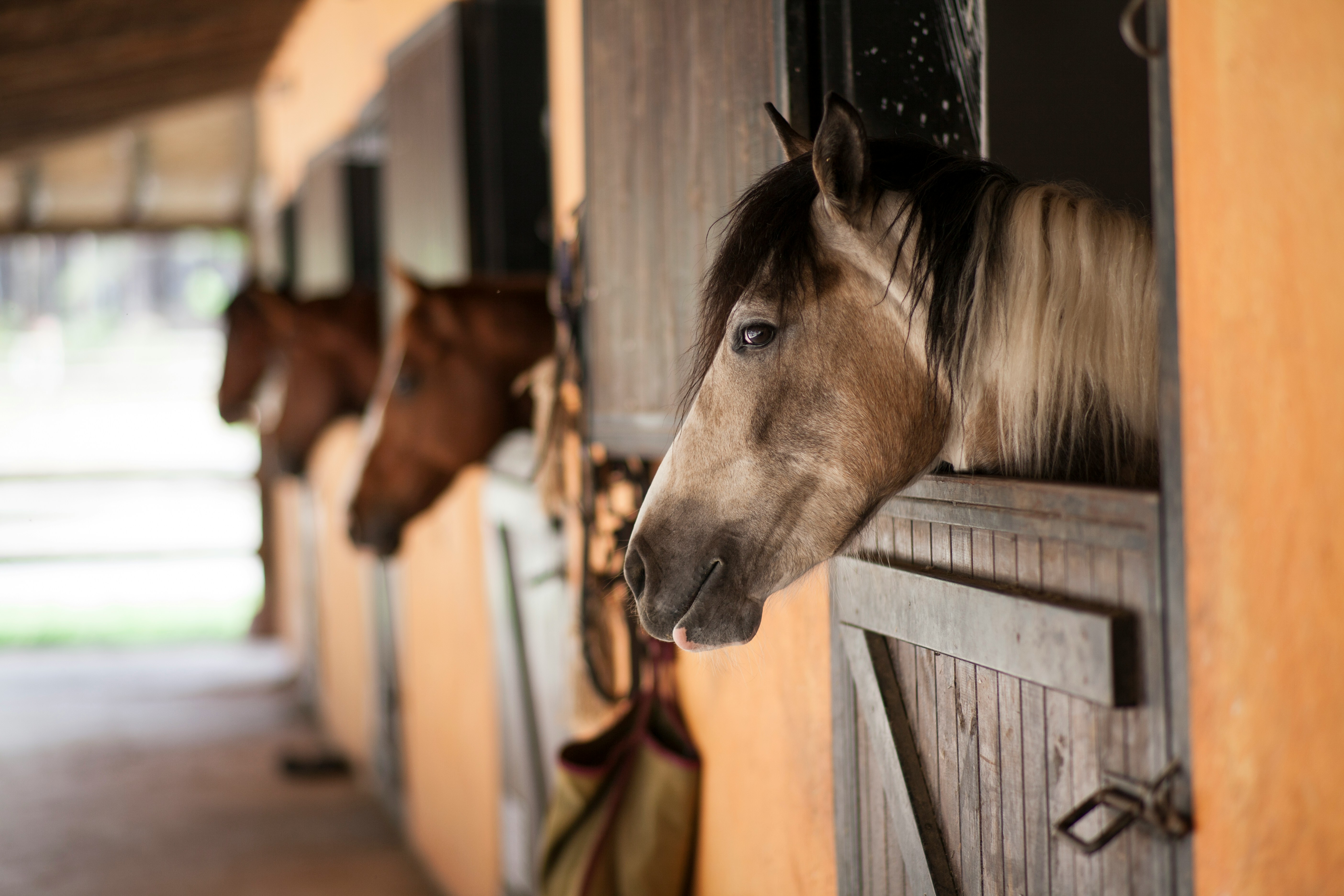 Ethical Horse Business Software & Support | HorseBizAutomated