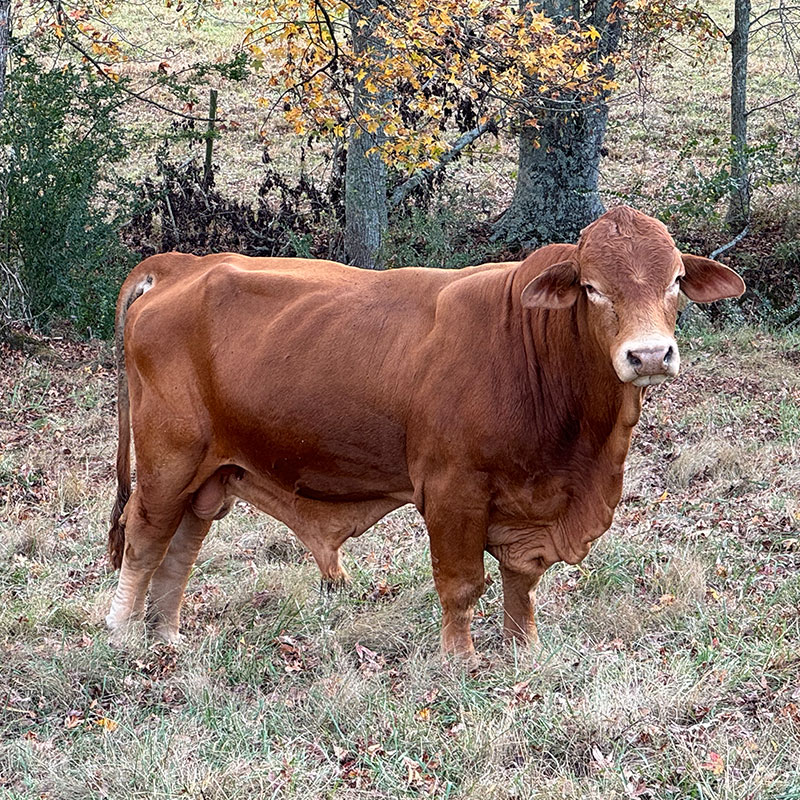 Lovvorn Farms | Beefmaster Cattle in East Alabama