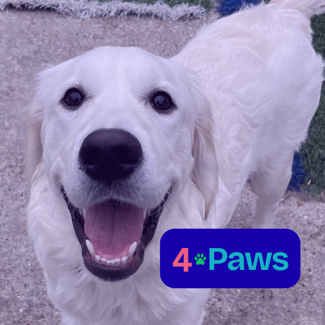 4 Paws Pet Daycare and Boarding