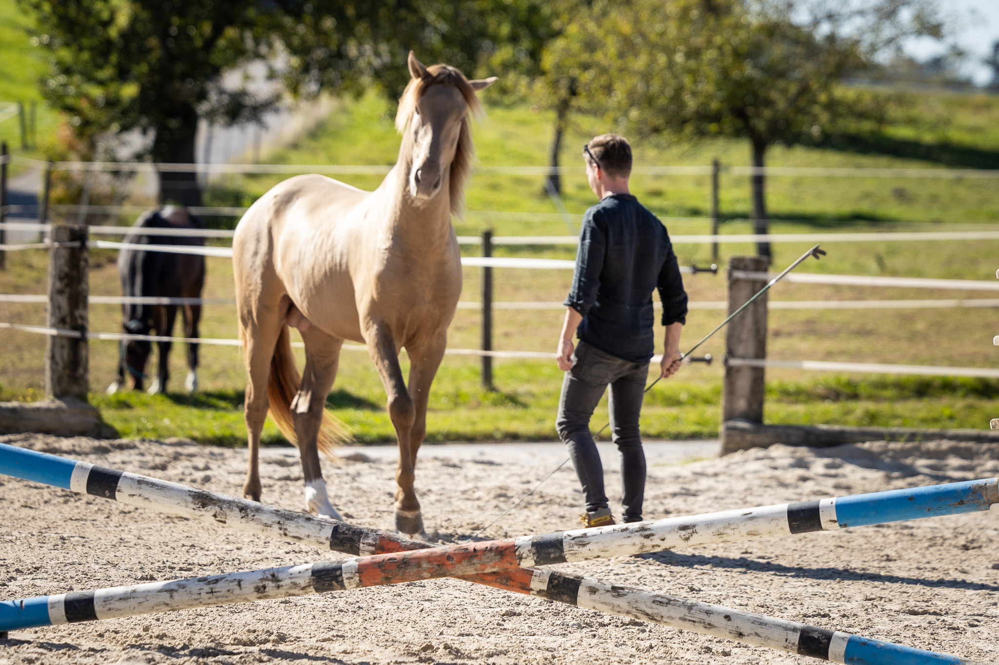 Kurse & Veranstaltungen – Die Kunst des Reitens und Führens erleben