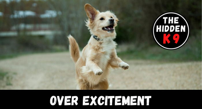 The Hidden K9 - What causes Over Excitement in Dogs - How to Fix it!