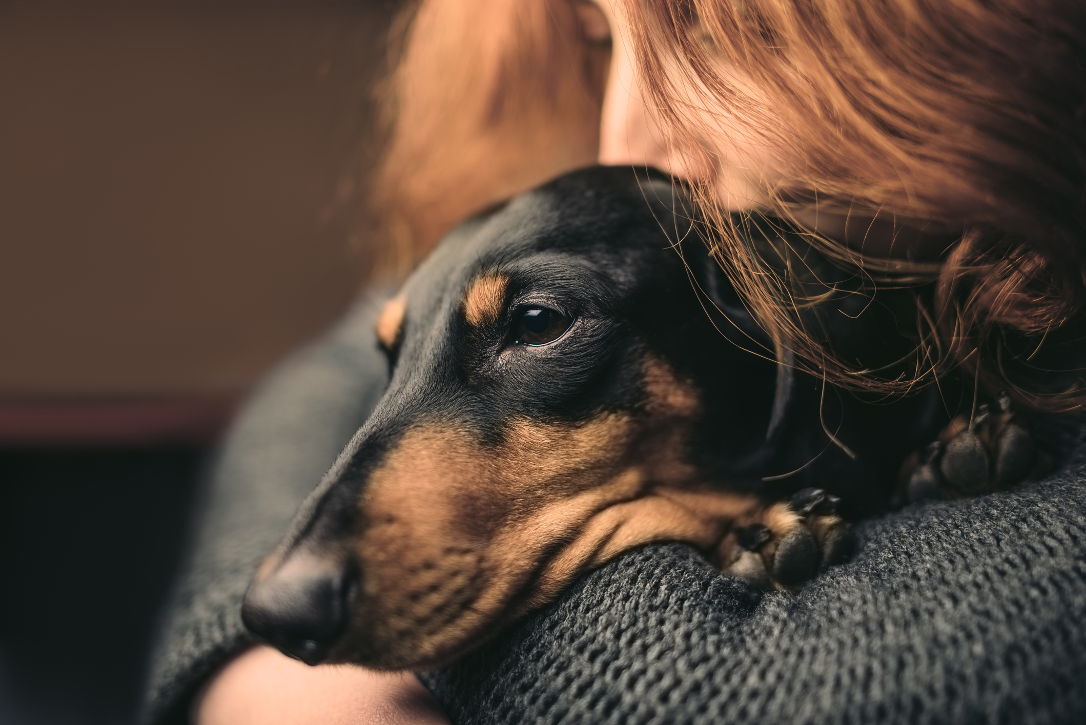 Compassionate Pet Cremation in Metro Detroit | Adoring Pet