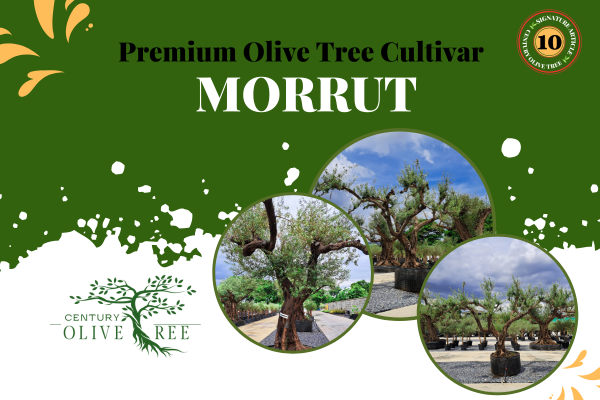 Premium Olive Tree Cultivar: MORRUT