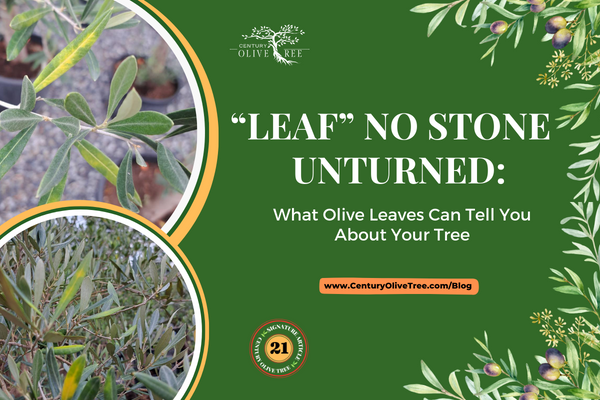 “Leaf” No Stone Unturned: What Olive Leaves Can Tell You About Your Tree