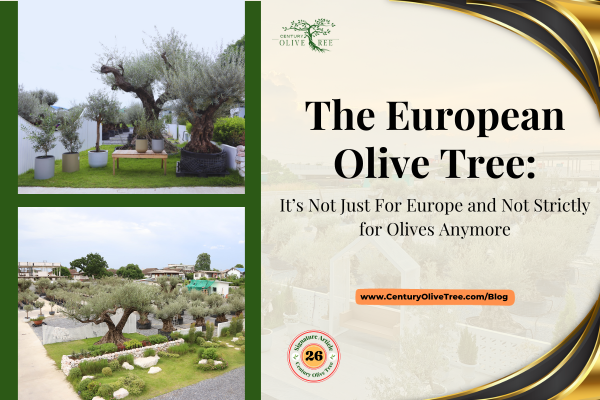 What is a European Olive Tree?