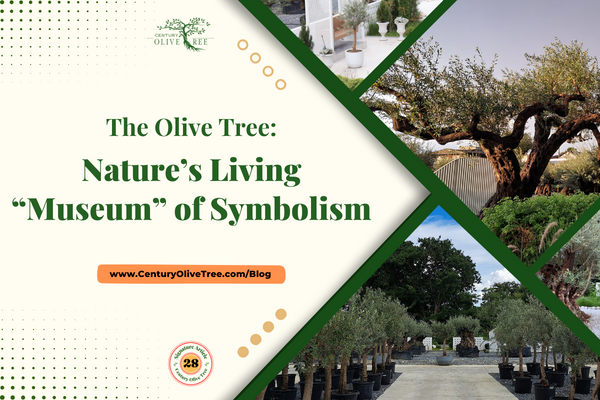 What Olive Tree Symbolize?