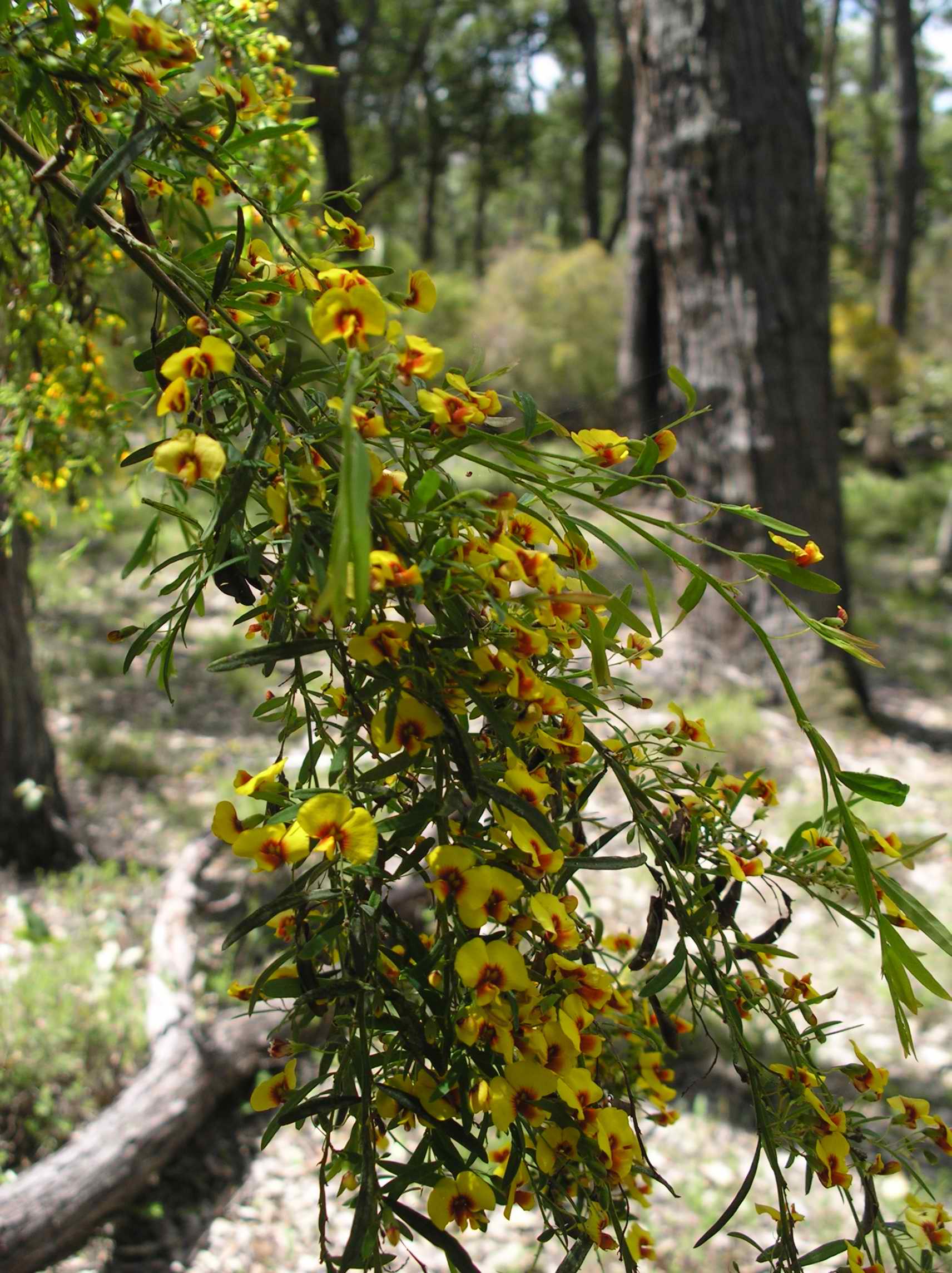Golden cascade, narrow-leaved Bossiaea, “Bacon & eggs pea” (Bossiaea ...