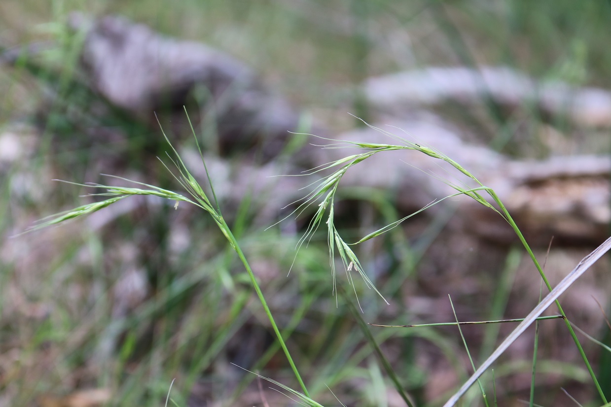 Microlaena stipoides - Weeping Grass