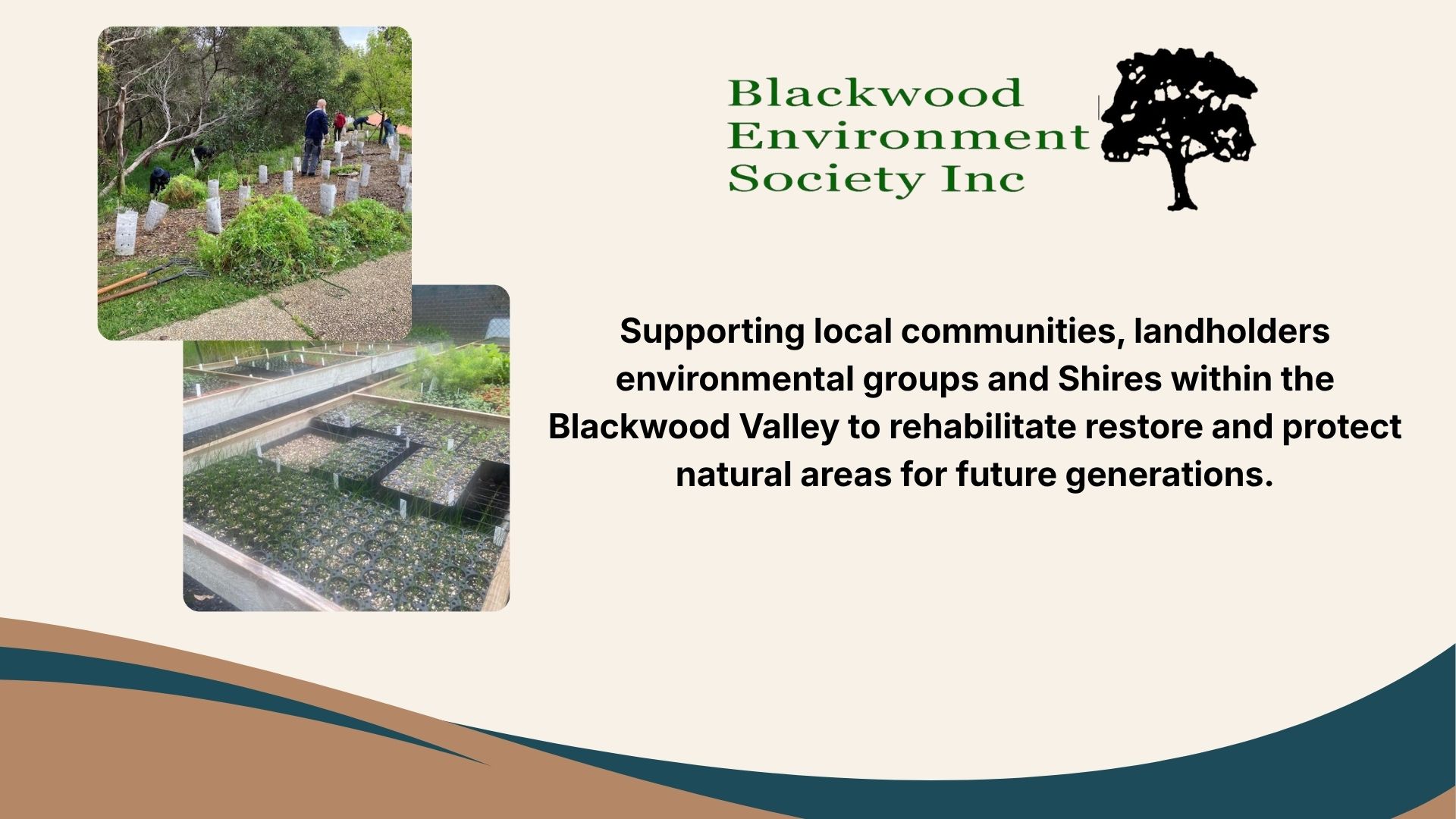 Medium Native Shrubs for WA | Blackwood Environment Society