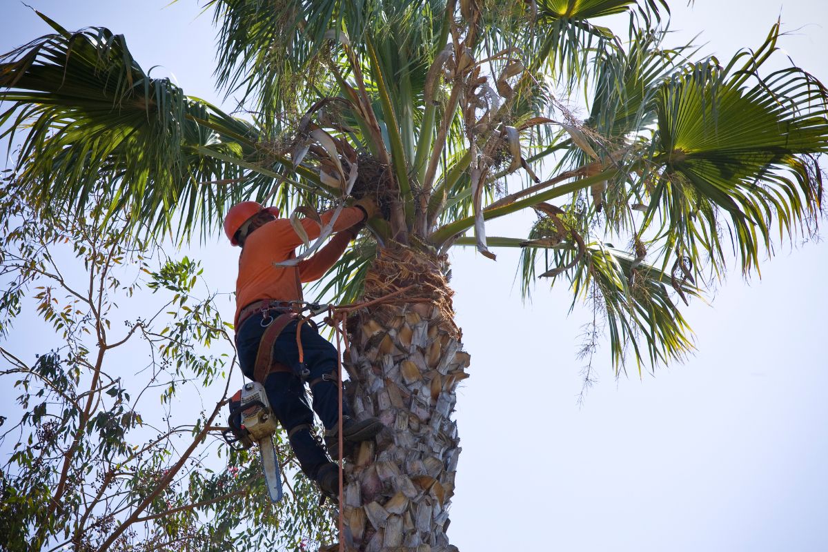 Arbor Barber: Expert Tree Services in Phoenix, AZ