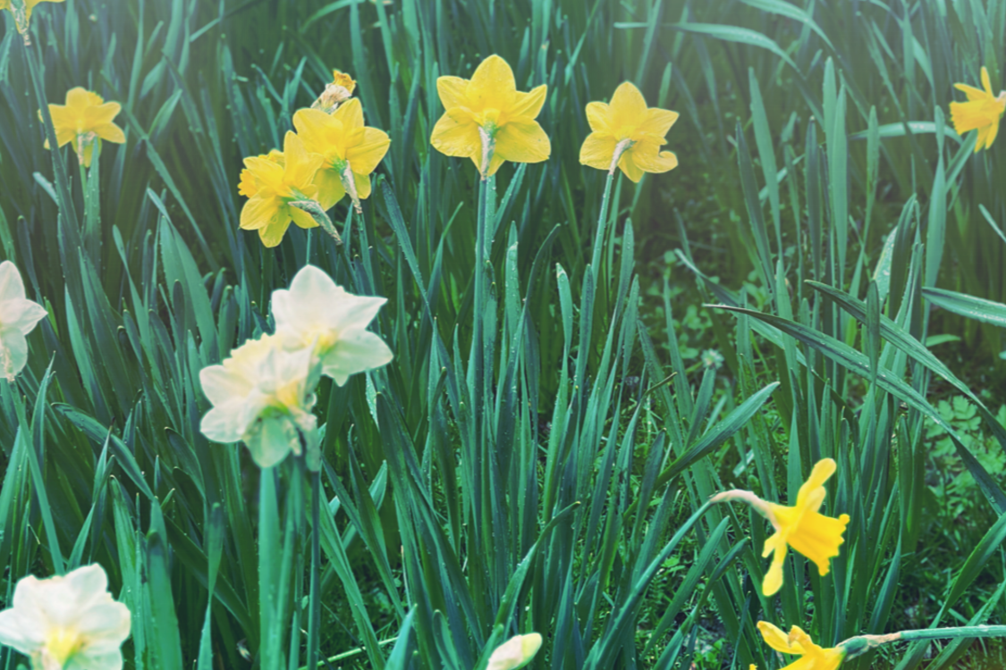 New Vervine Show: Vervine 011