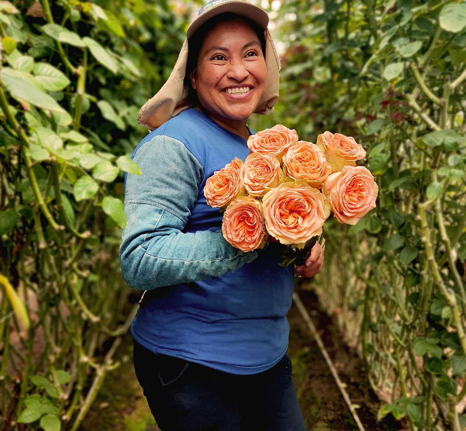 Dream Farms Roses Farm-to-Door Luxury Roses from Ecuador
