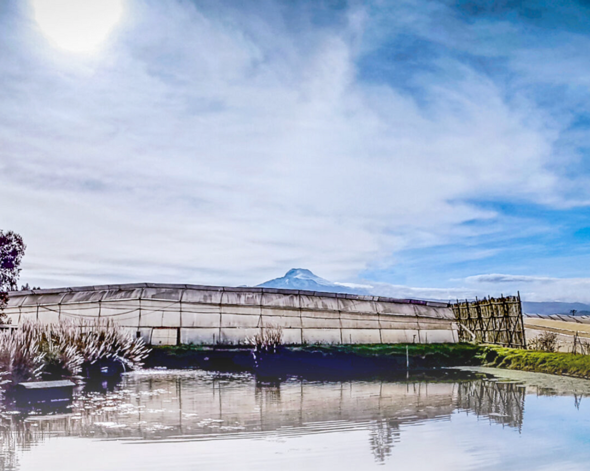 Sustainable Rose Farming – Dream Farms Ecuadorian Rose Process