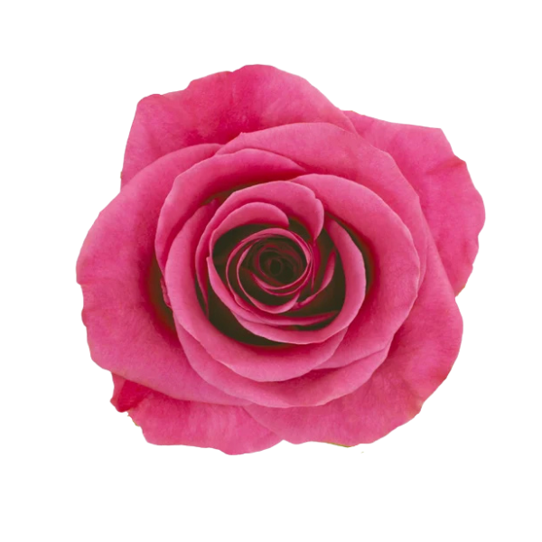 Breezer Rose – Hot Pink Premium Rose with Bold Energy