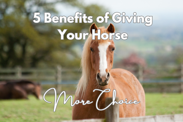 5 Benefits of Giving Your Horse More Choice