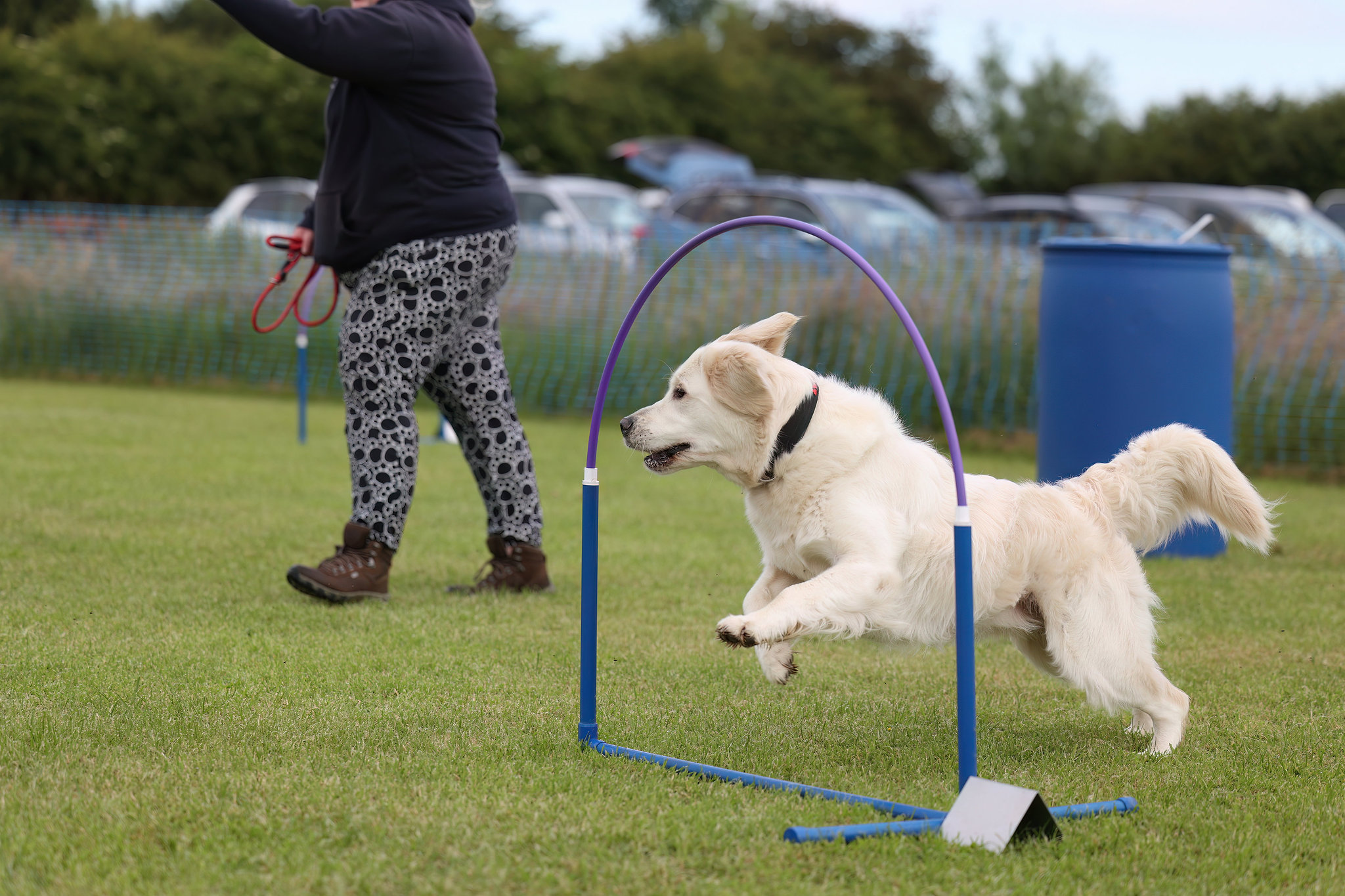 Aim Higher Canine Services | Fun & Supportive Dog Training in Durham