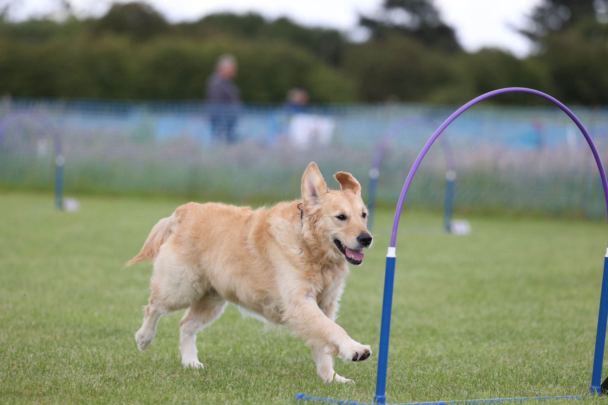 Online Canine Hoopers Courses | Aim Higher Canine Services