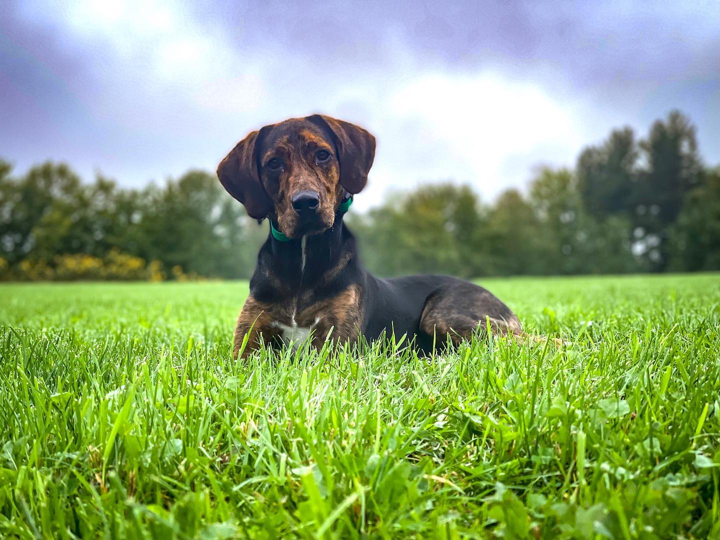 Pawsitive K9 Training