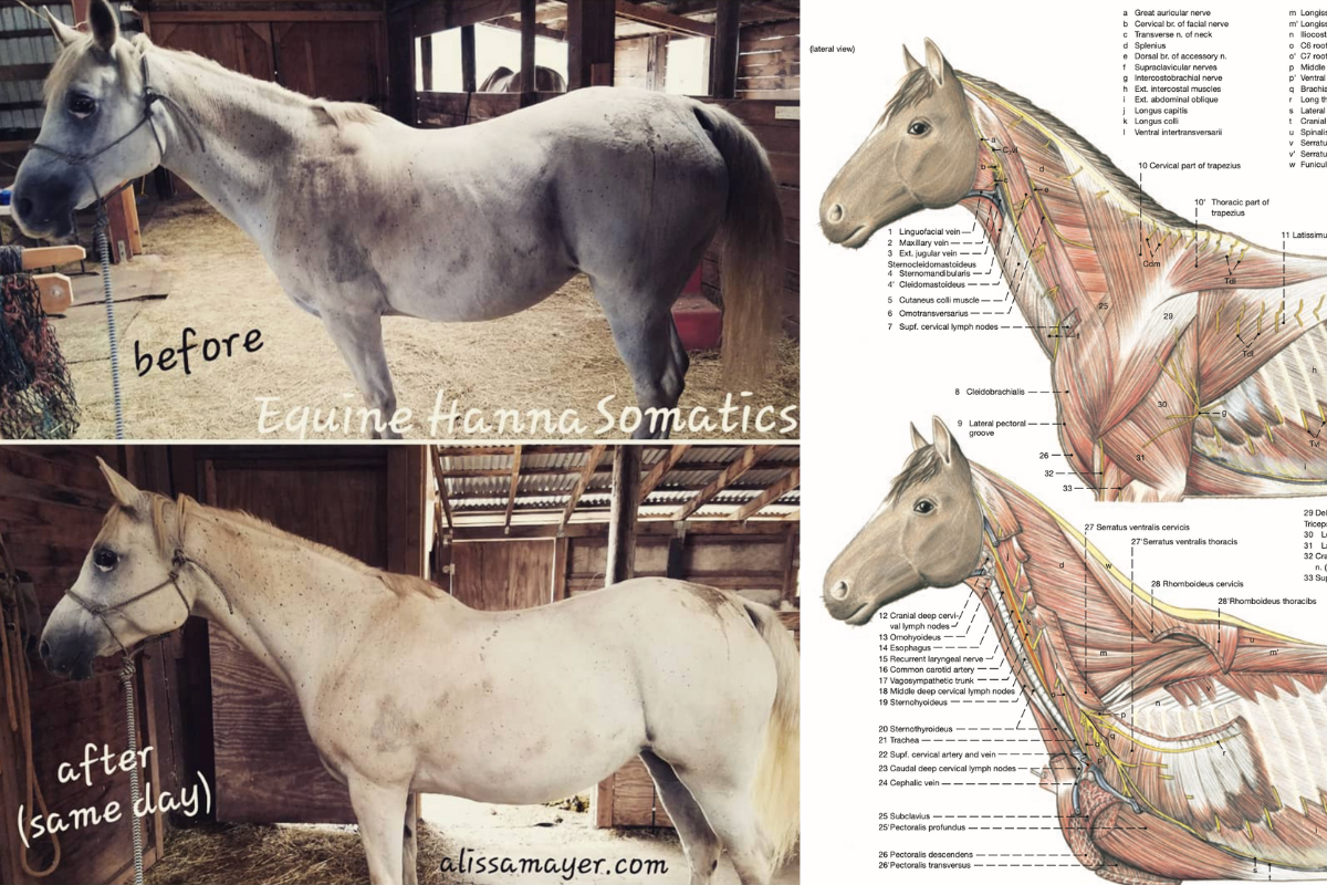 Equine Brachiocephalic Muscles (part 1)