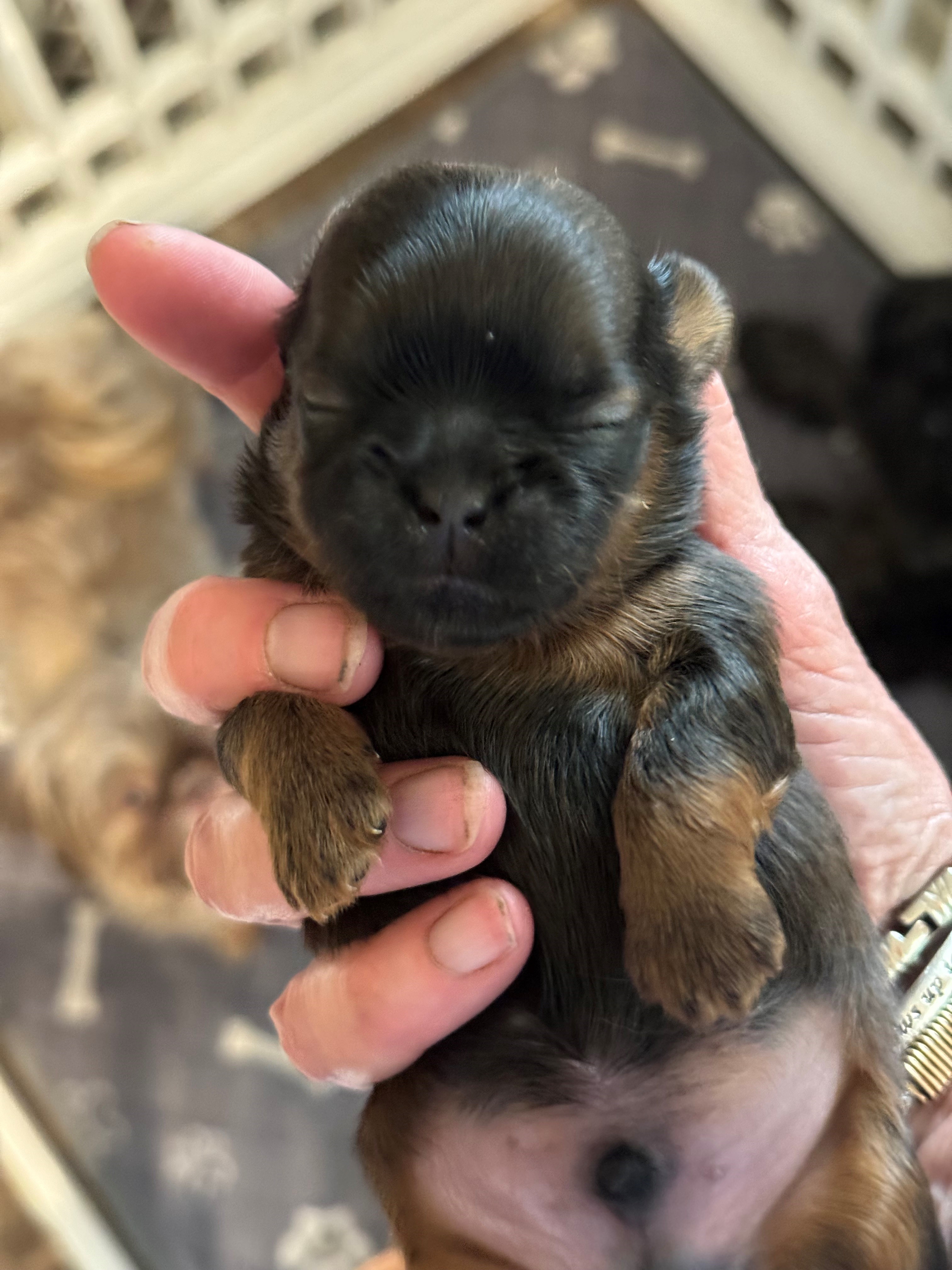 Reserve Your Puppy