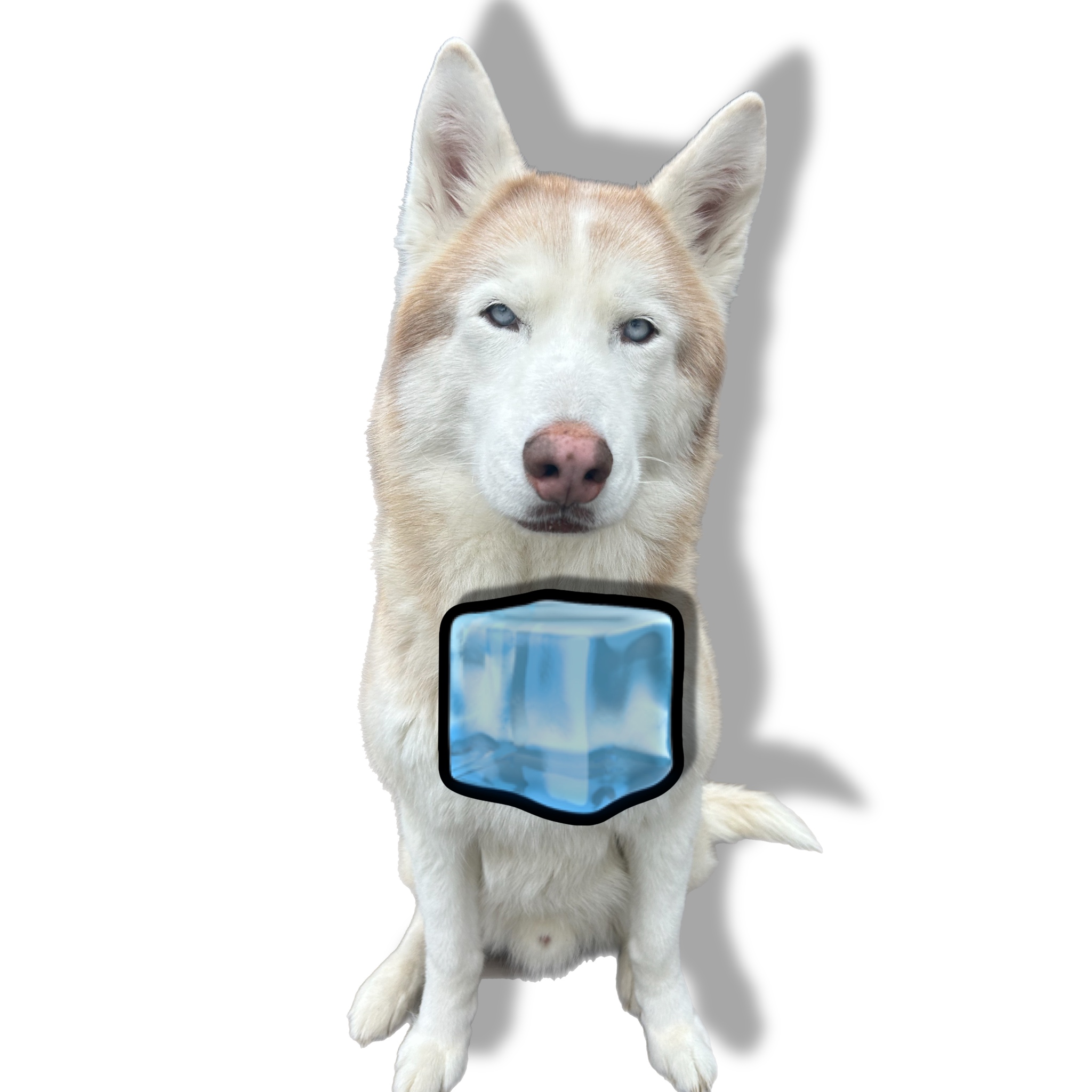 Viral Husky Influencer | 300k Followers | Partner With Us