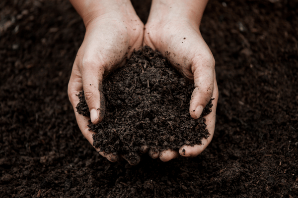 Soil Regeneration - The Four Keys to Restoring Healthy Soil