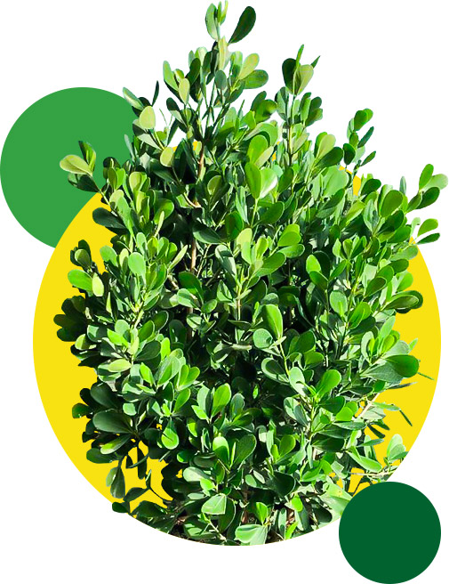 Ring A Bell Farms Best Privacy Hedges