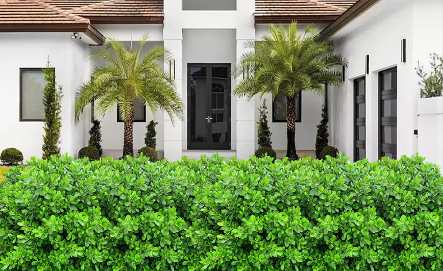 The Best Privacy Hedges In South Florida