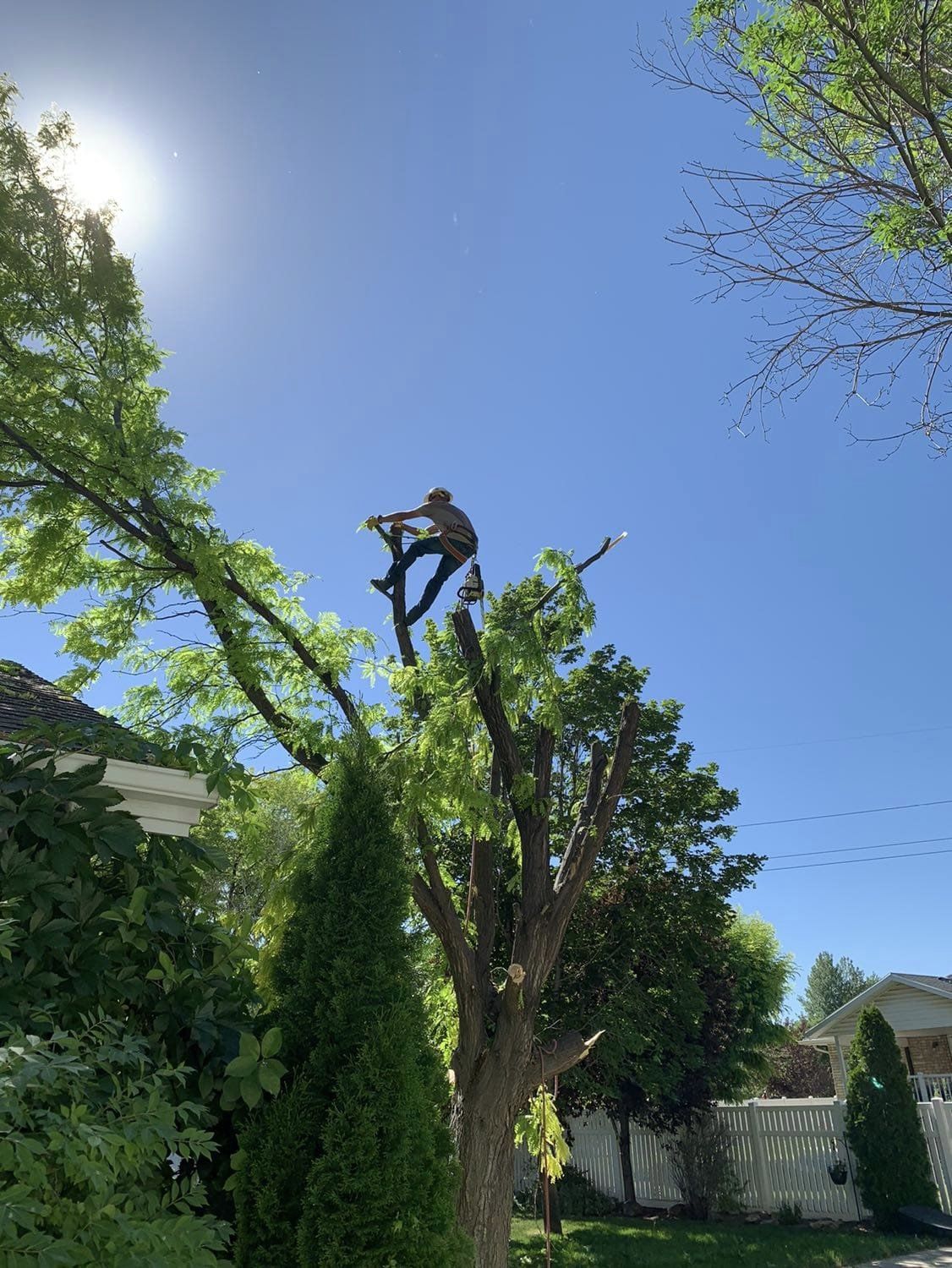Tip Top Tree Service