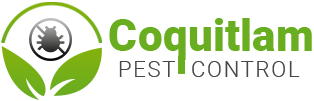 Pest Control Removal In Vancouver Pest Exterminator Vancouver