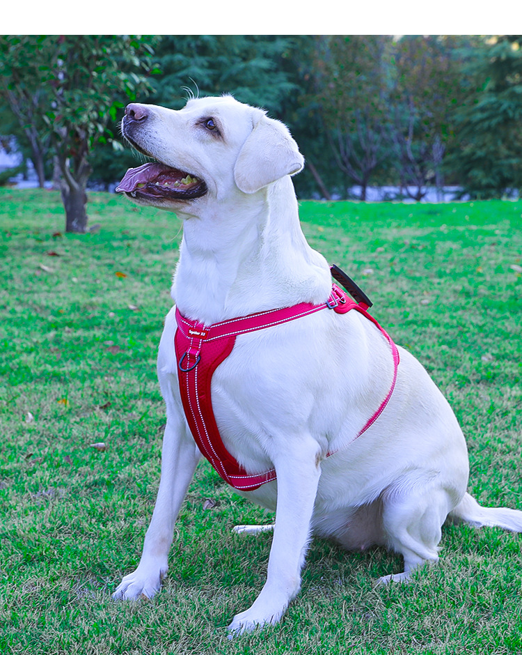 Pawsome Harmony Travel Accessories