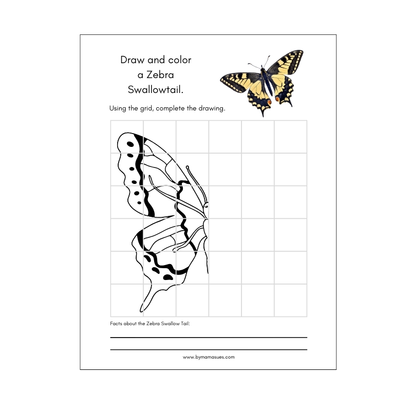 Zebra Swallowtail Butterfly Drawing Activity