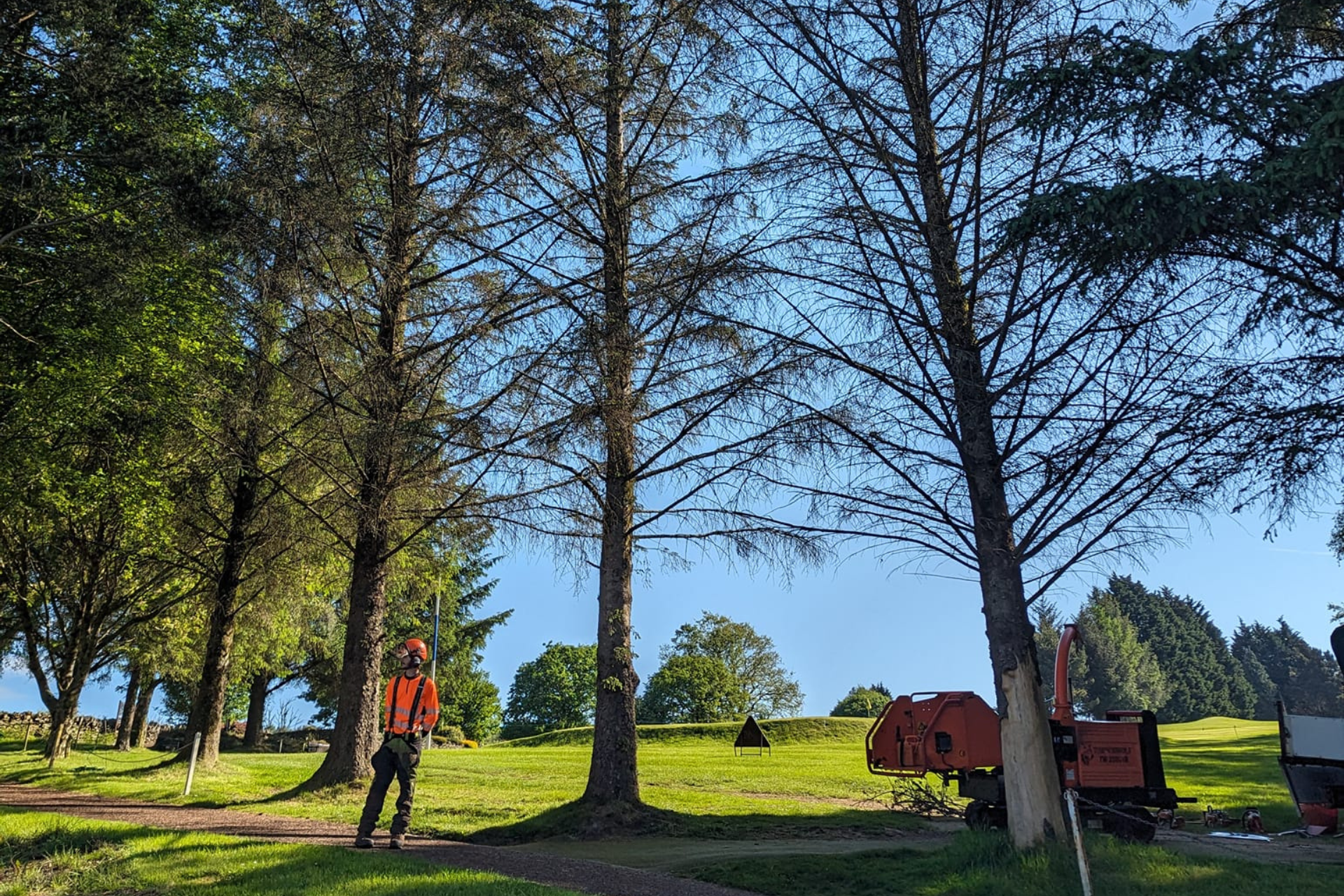 Tree Surgeons Ystradgynlais | Tree Services | Ash Tree Care