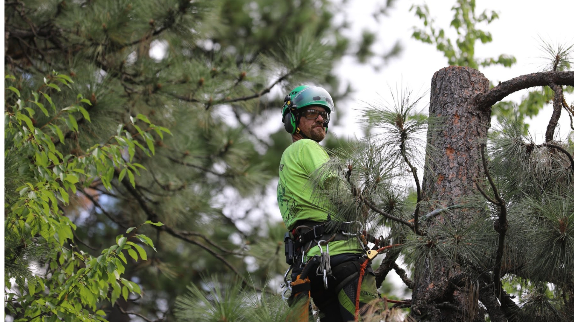 Specialty Tree Services - Residential & Commercial Tree Services