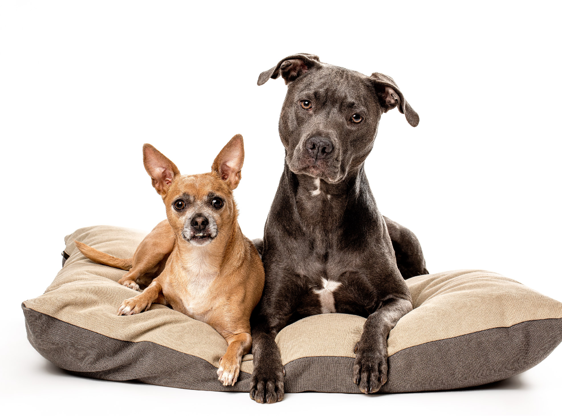 Contact Paw Works: Reach Out for Animal Rescue and Support