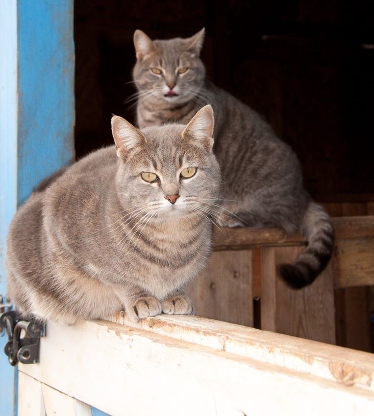 Paw Works Barn Cat Program: Feral Cats for Rodent Control