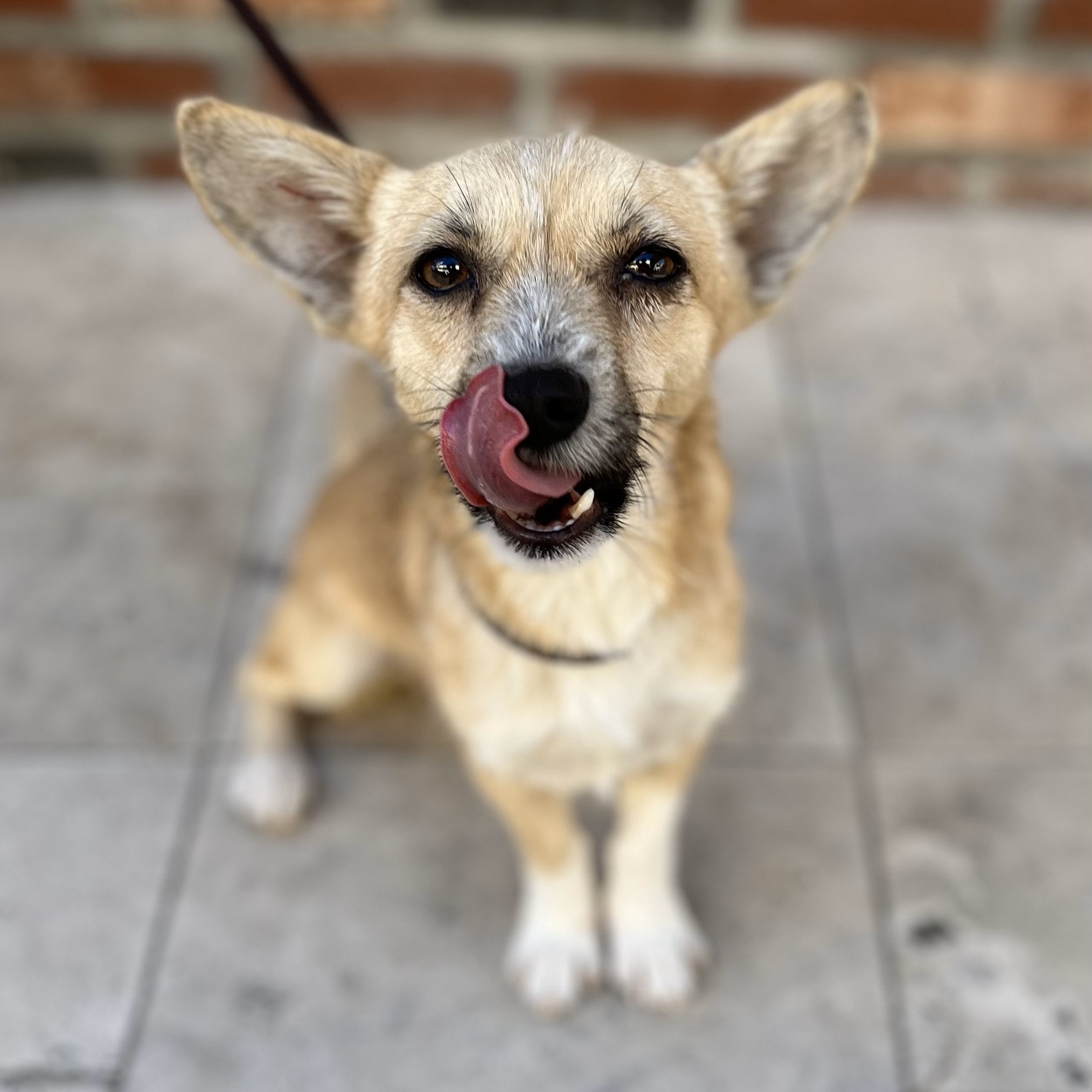 Adoptable Animals: Find Your Perfect Companion at Paw Works